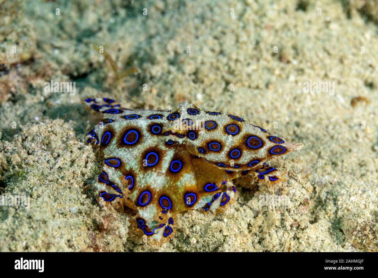 Blue Ringed Octopus Eating A Fish