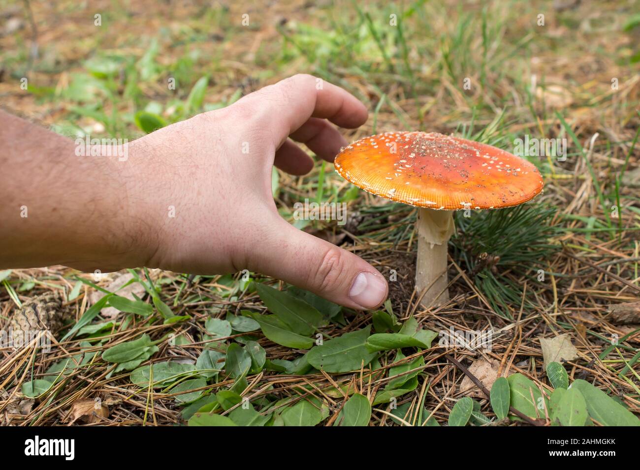 The man's hand piking the toadstool mushroom Stock Photo - Alamy