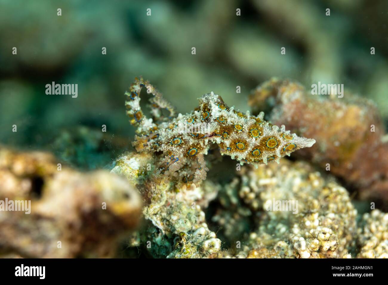 Greater blue-ringed octopus, Hapalochlaena lunulata Stock Photo - Alamy