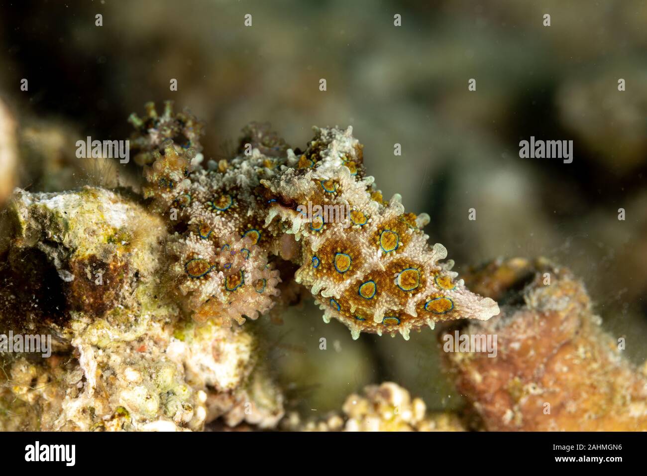 Greater blue-ringed octopus, Hapalochlaena lunulata Stock Photo - Alamy