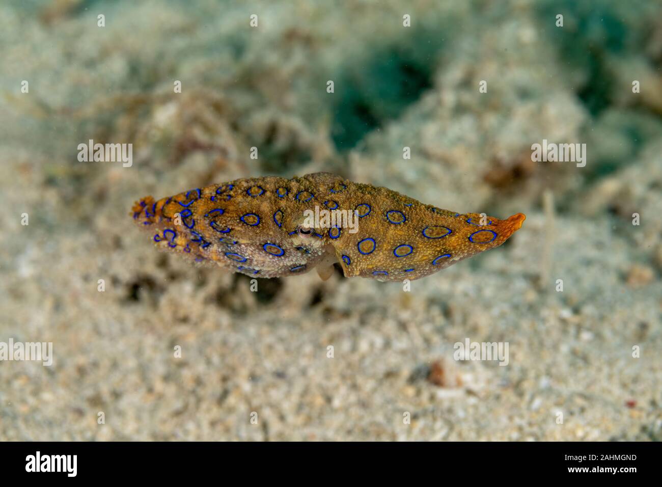 Greater blue-ringed octopus, Hapalochlaena lunulata Stock Photo - Alamy