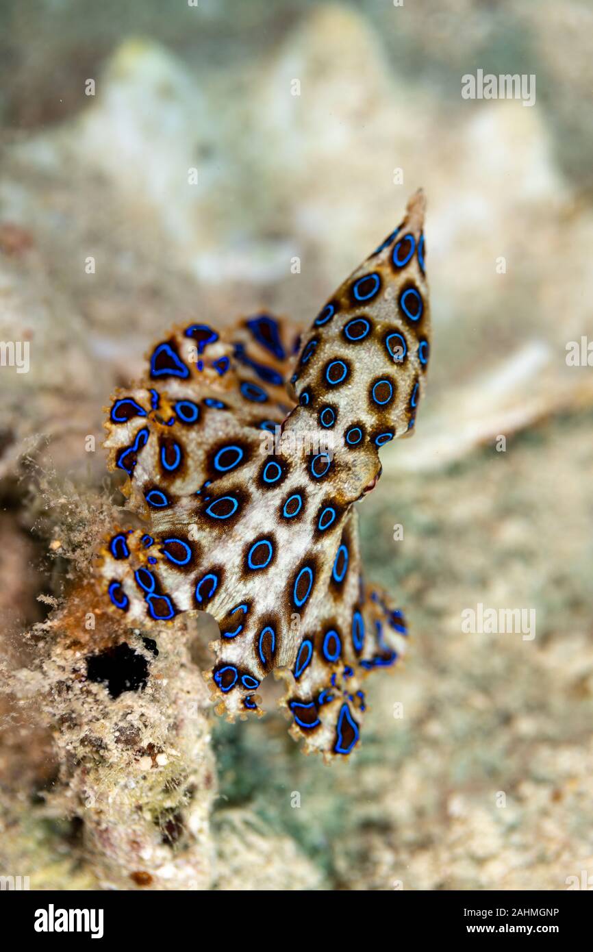 Greater blue-ringed octopus, Hapalochlaena lunulata Stock Photo - Alamy