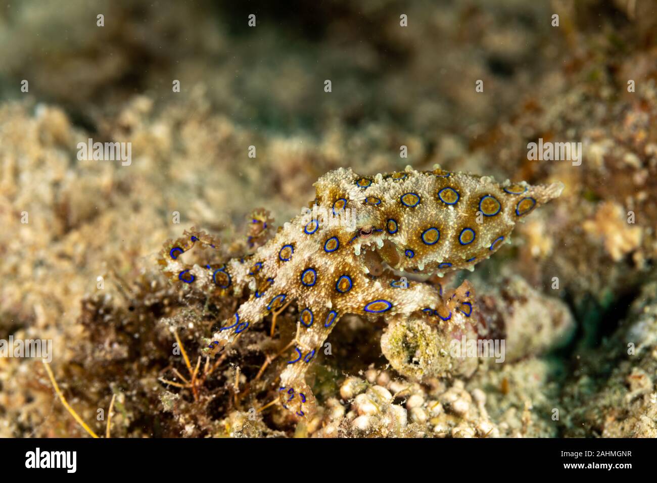 Greater blue-ringed octopus, Hapalochlaena lunulata Stock Photo - Alamy