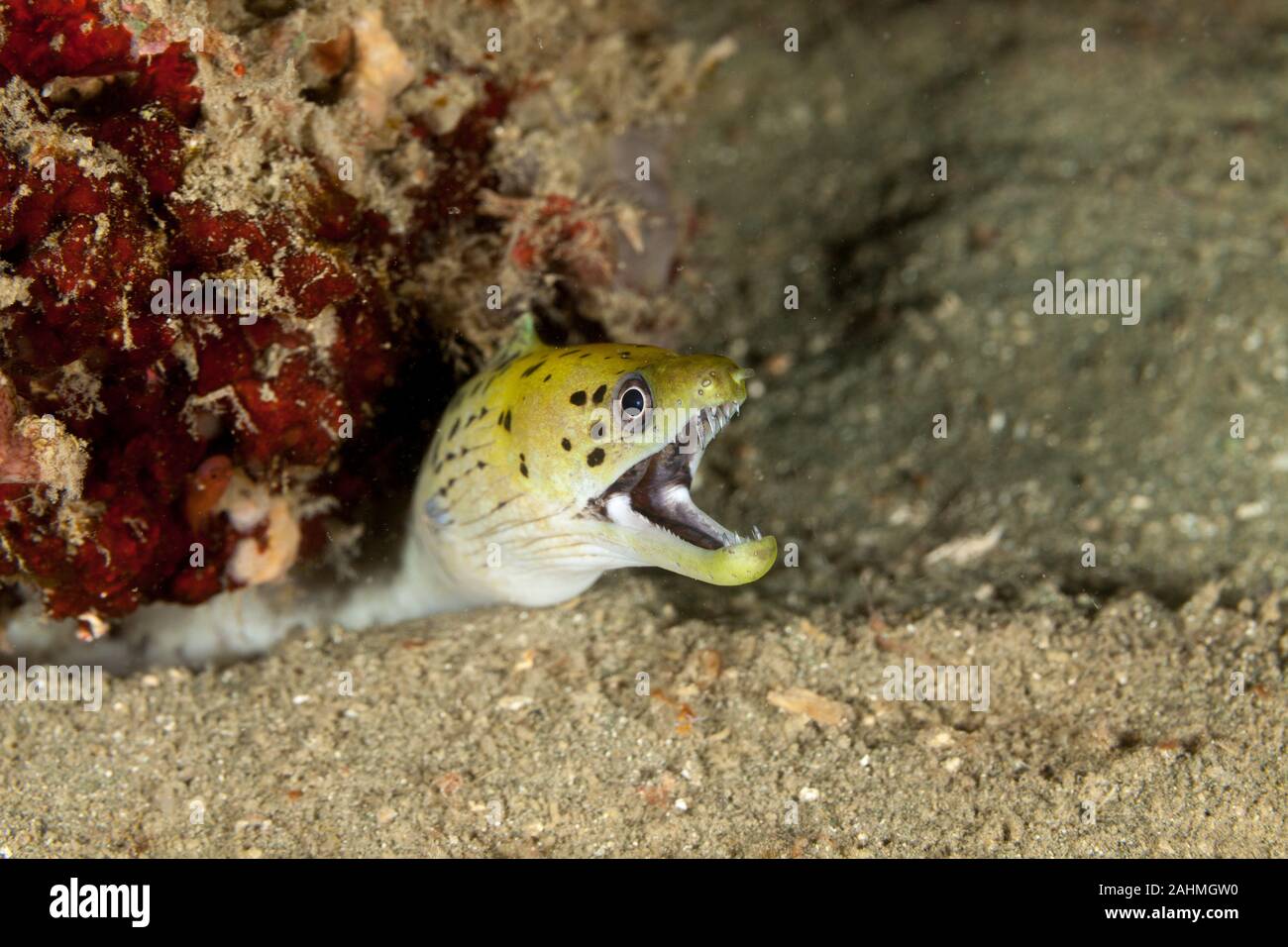 Fimbriated moray (Gymnothorax fimbriatus) also known as darkspotted ...