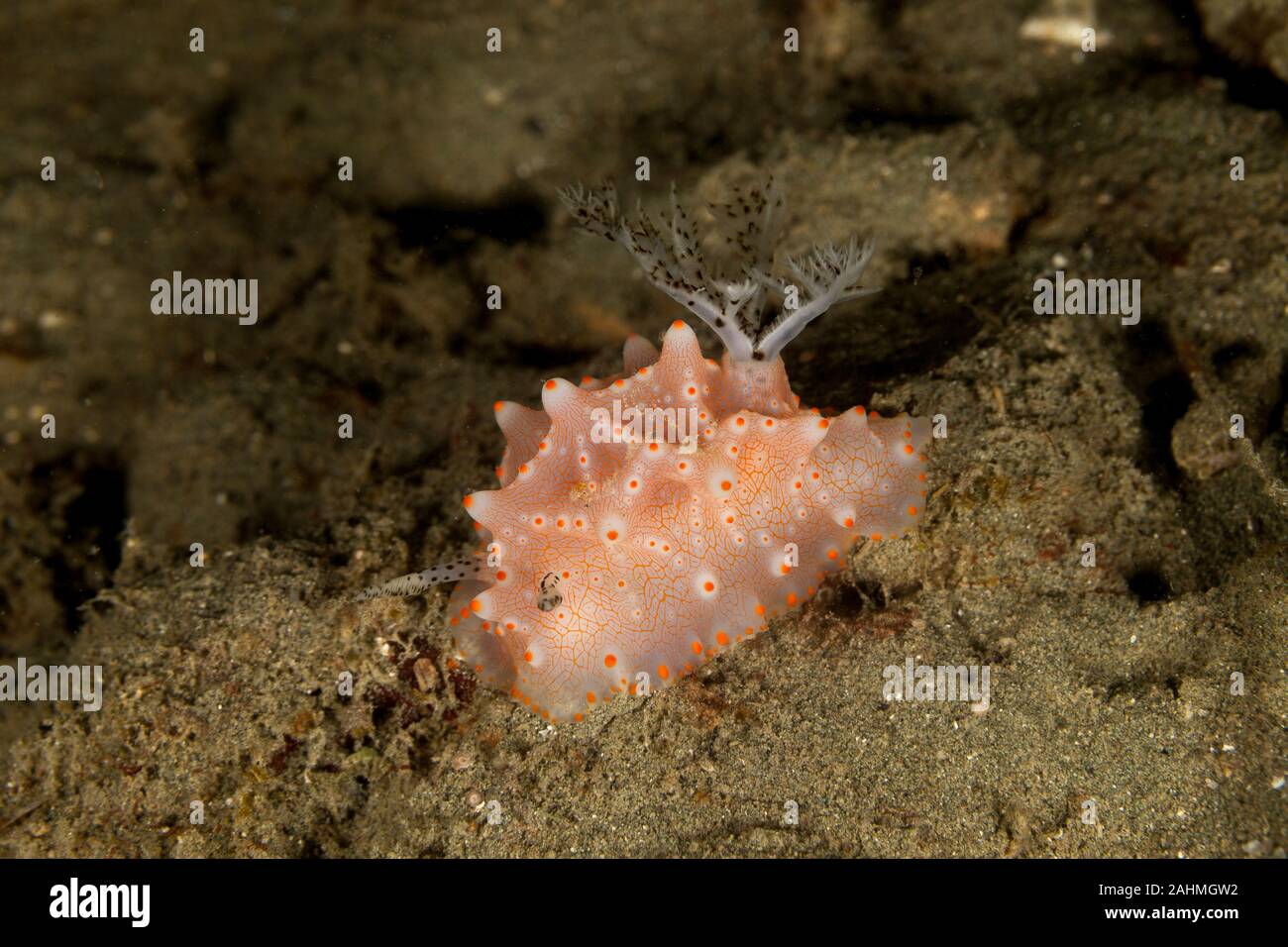 Nudibranch halgerda batangas hi-res stock photography and images - Alamy