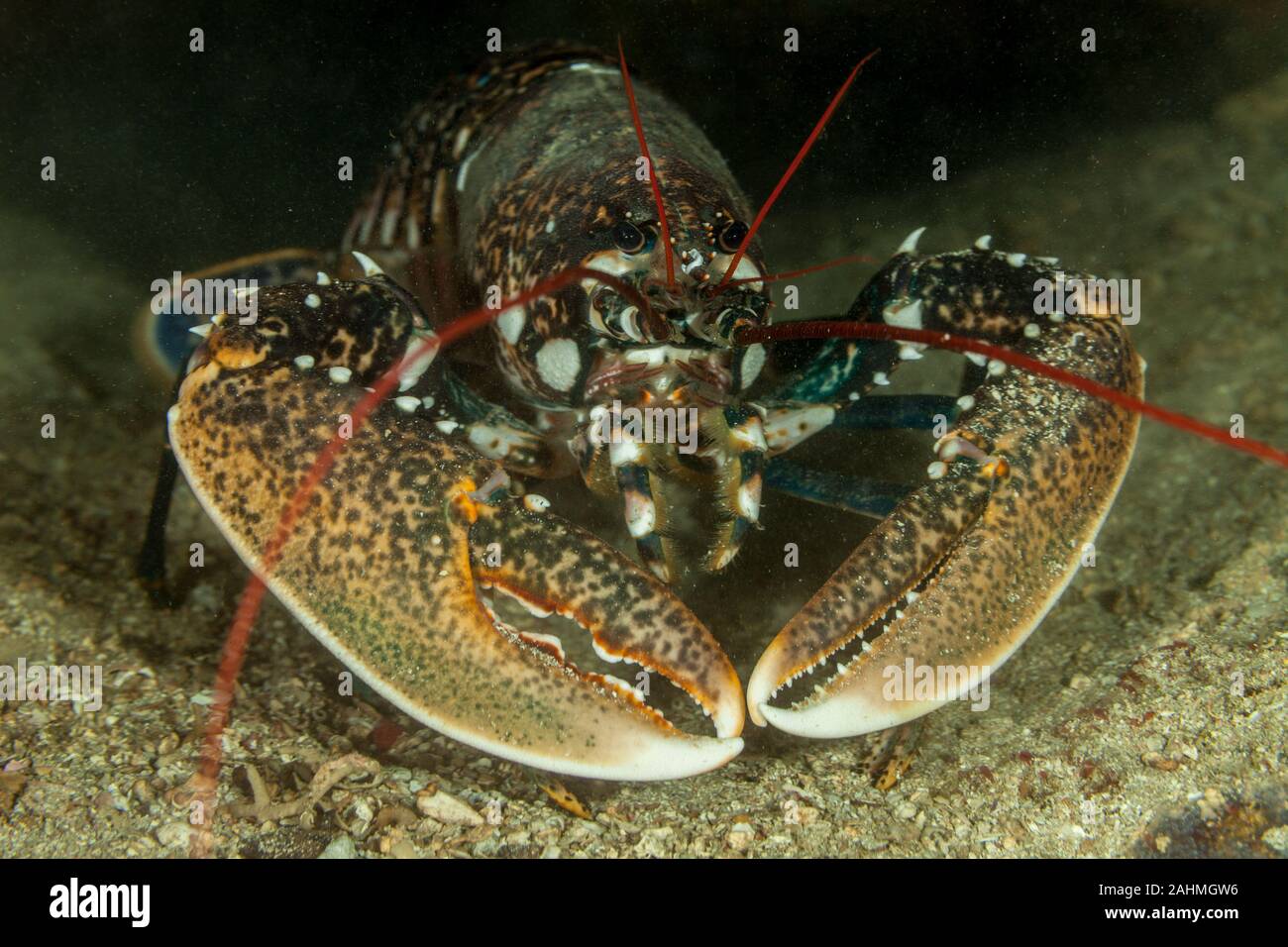 European lobster common water hi-res stock photography and images - Alamy