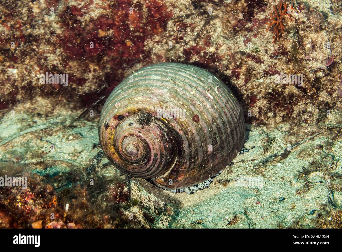 Giant tun shell hi-res stock photography and images - Alamy