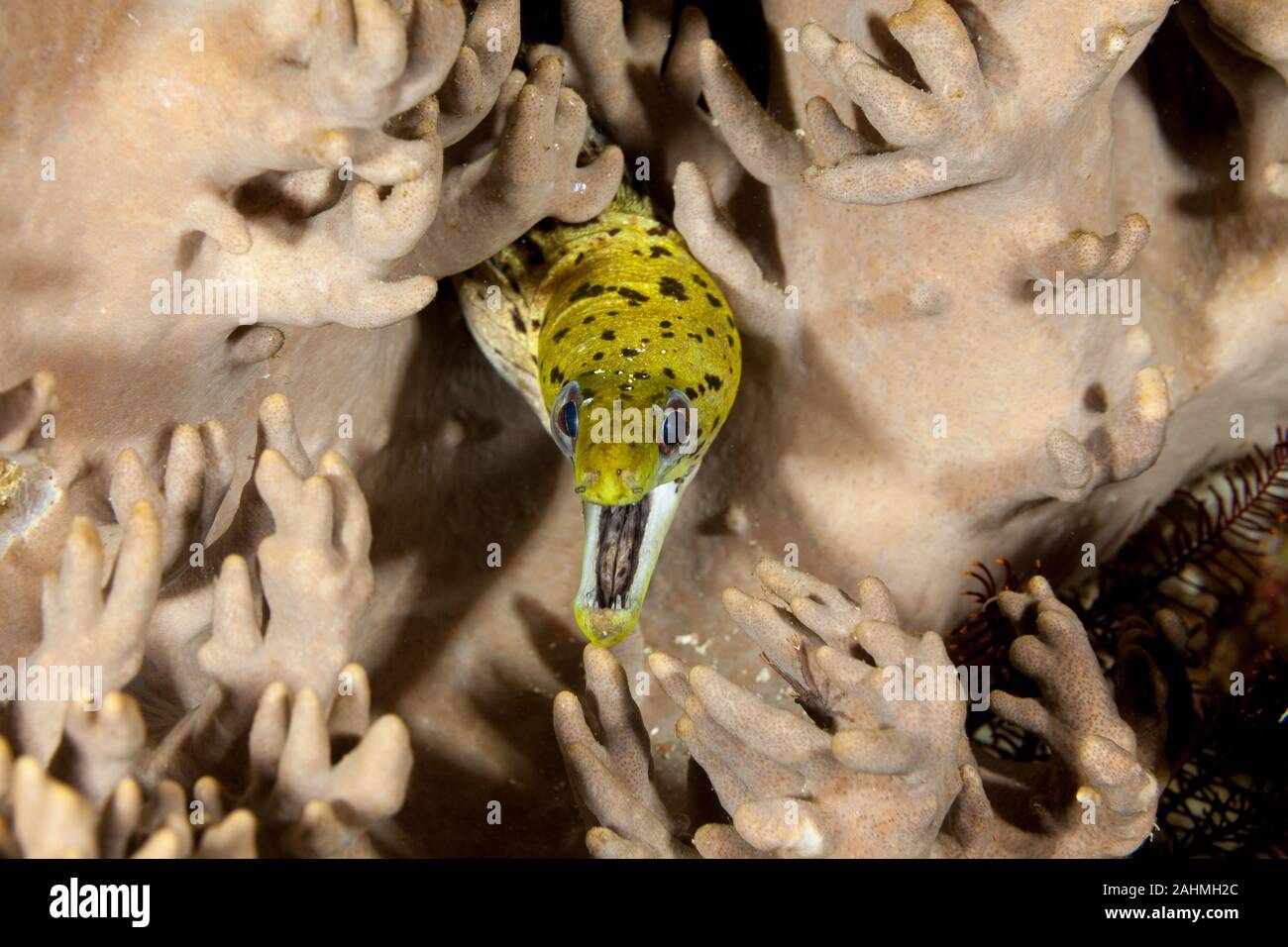 Fimbriated moray (Gymnothorax fimbriatus) also known as darkspotted ...