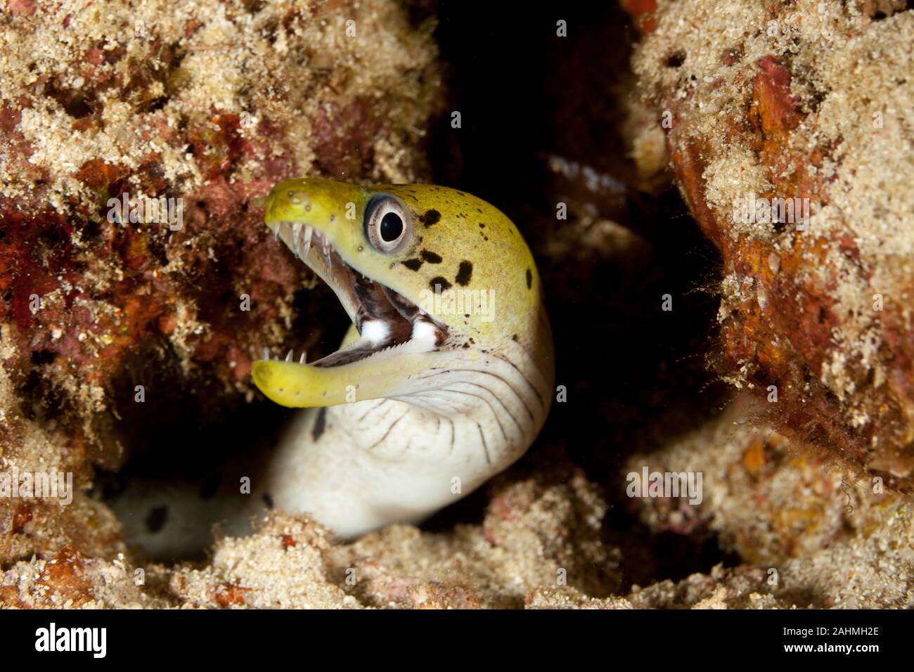 Fimbriated moray (Gymnothorax fimbriatus) also known as darkspotted ...