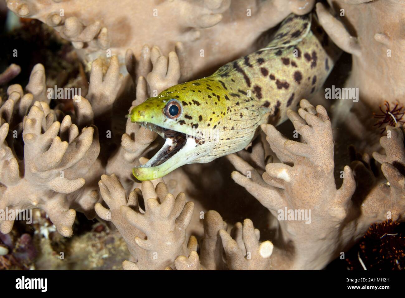 Fimbriated moray (Gymnothorax fimbriatus) also known as darkspotted ...