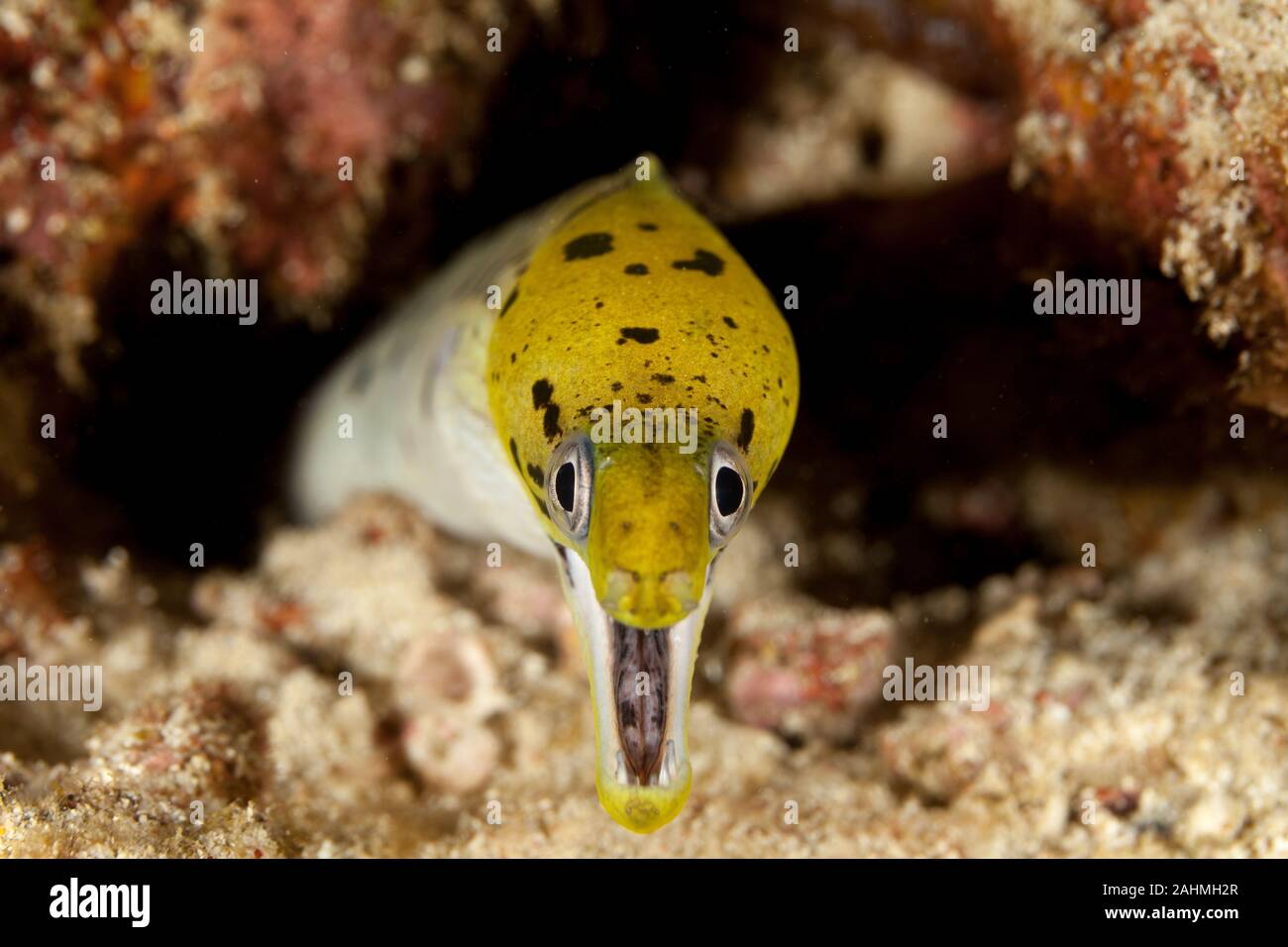 Fimbriated moray (Gymnothorax fimbriatus) also known as darkspotted ...
