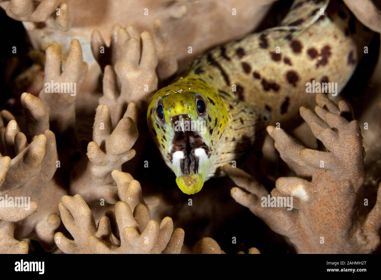 Fimbriated moray (Gymnothorax fimbriatus) also known as darkspotted ...