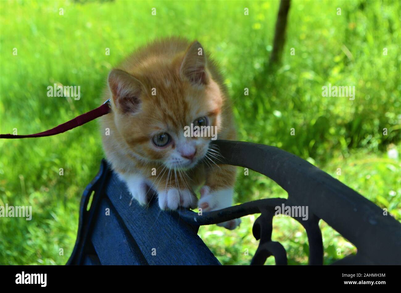 Kitten cute blossom hi-res stock photography and images - Alamy