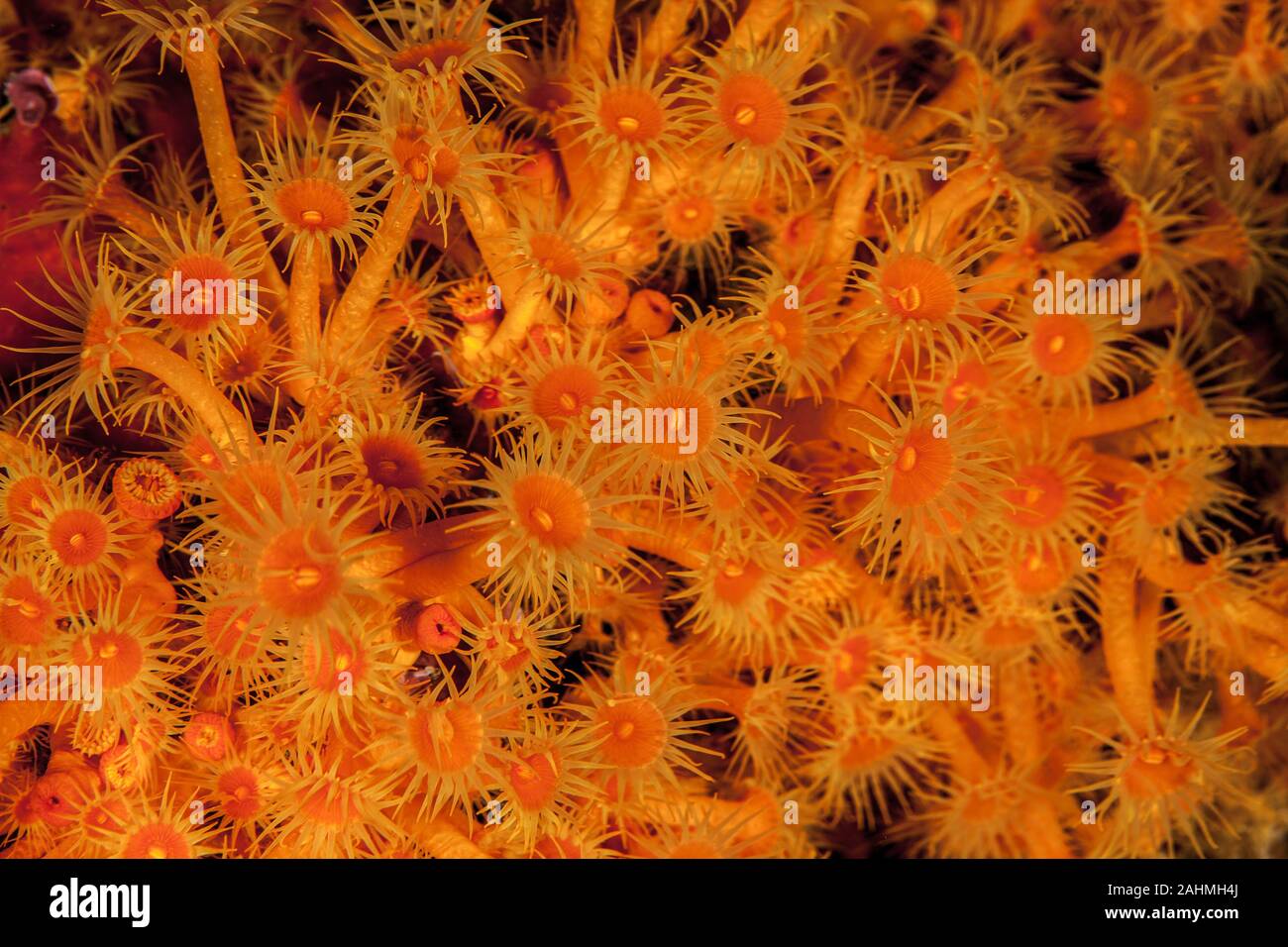 Parazoanthus axinellae, the yellow cluster anemone Stock Photo - Alamy
