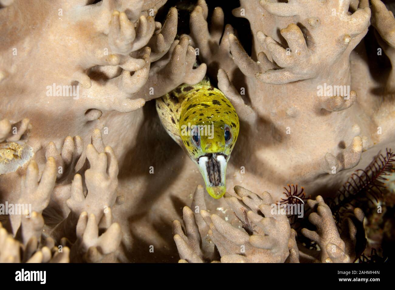 Fimbriated moray (Gymnothorax fimbriatus) also known as darkspotted ...