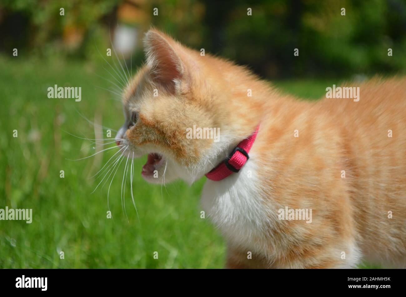 red / yellow / orange cat in close up Stock Photo - Alamy