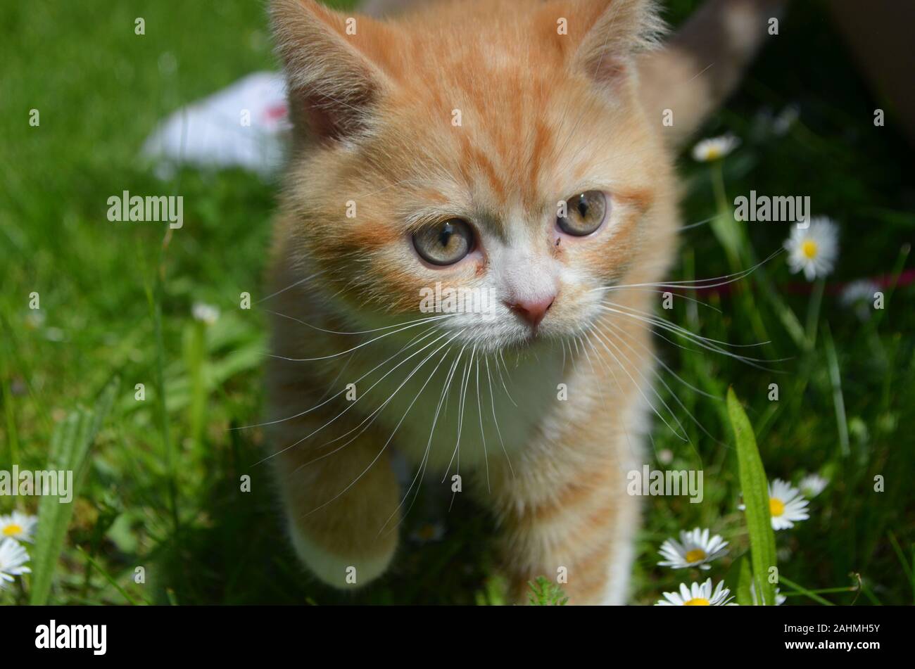 red / yellow / orange cat in close up Stock Photo - Alamy