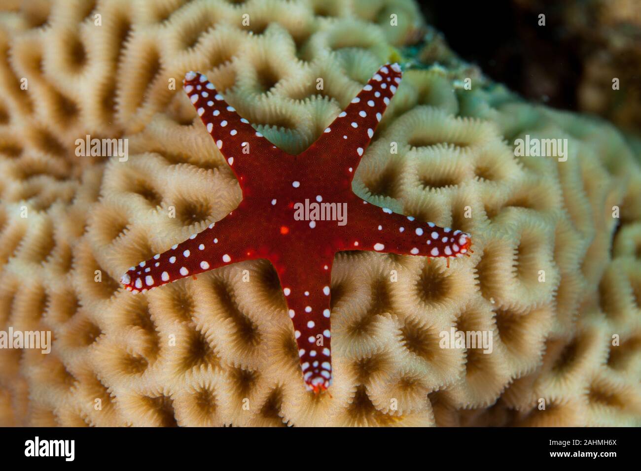 Fromia ghardaqana, common name Ghardaqa sea star, is a species of ...