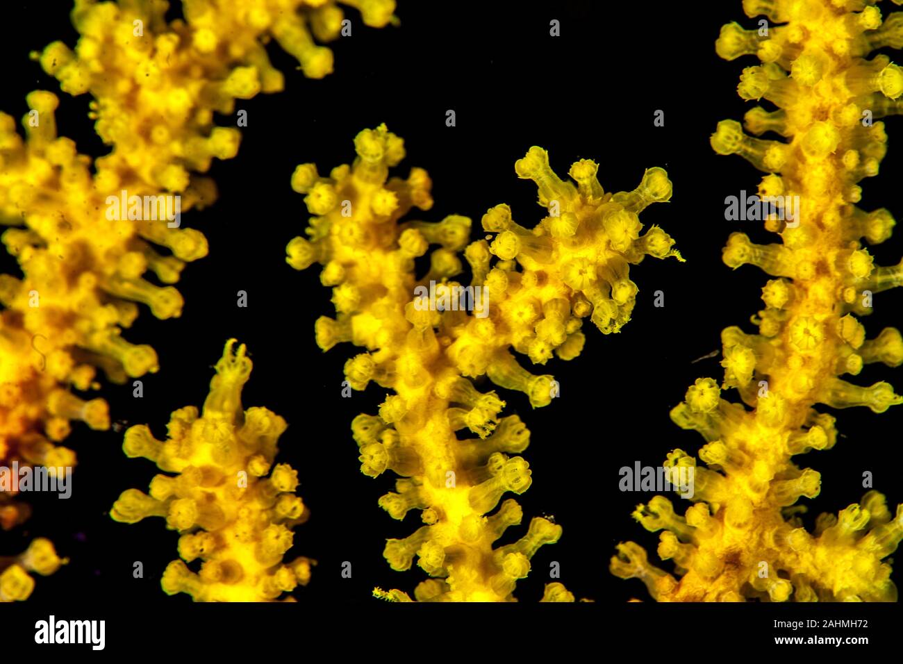 Gorgonians are also known as sea fans and sea whips Stock Photo - Alamy
