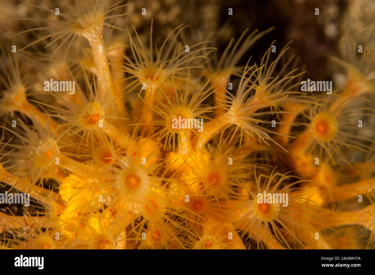 Parazoanthus axinellae, the yellow cluster anemone Stock Photo - Alamy