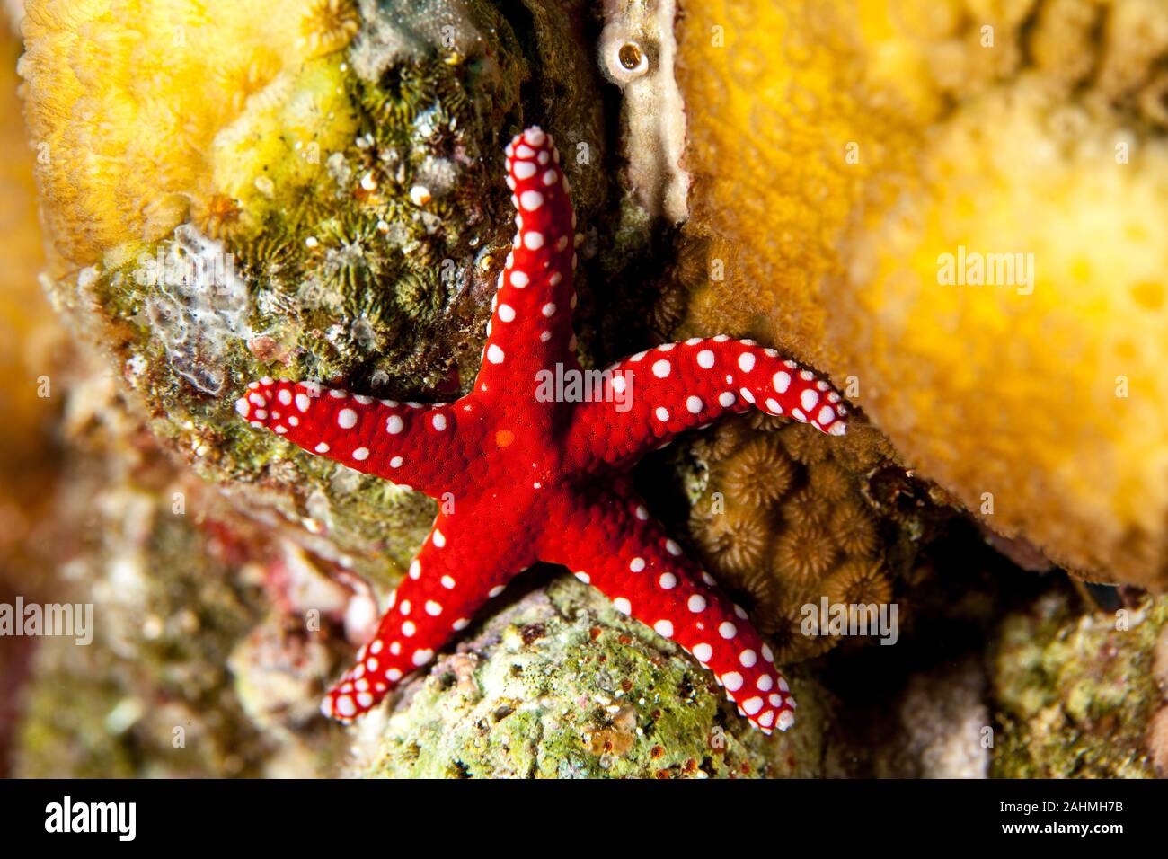 Fromia ghardaqana, common name Ghardaqa sea star, is a species of ...