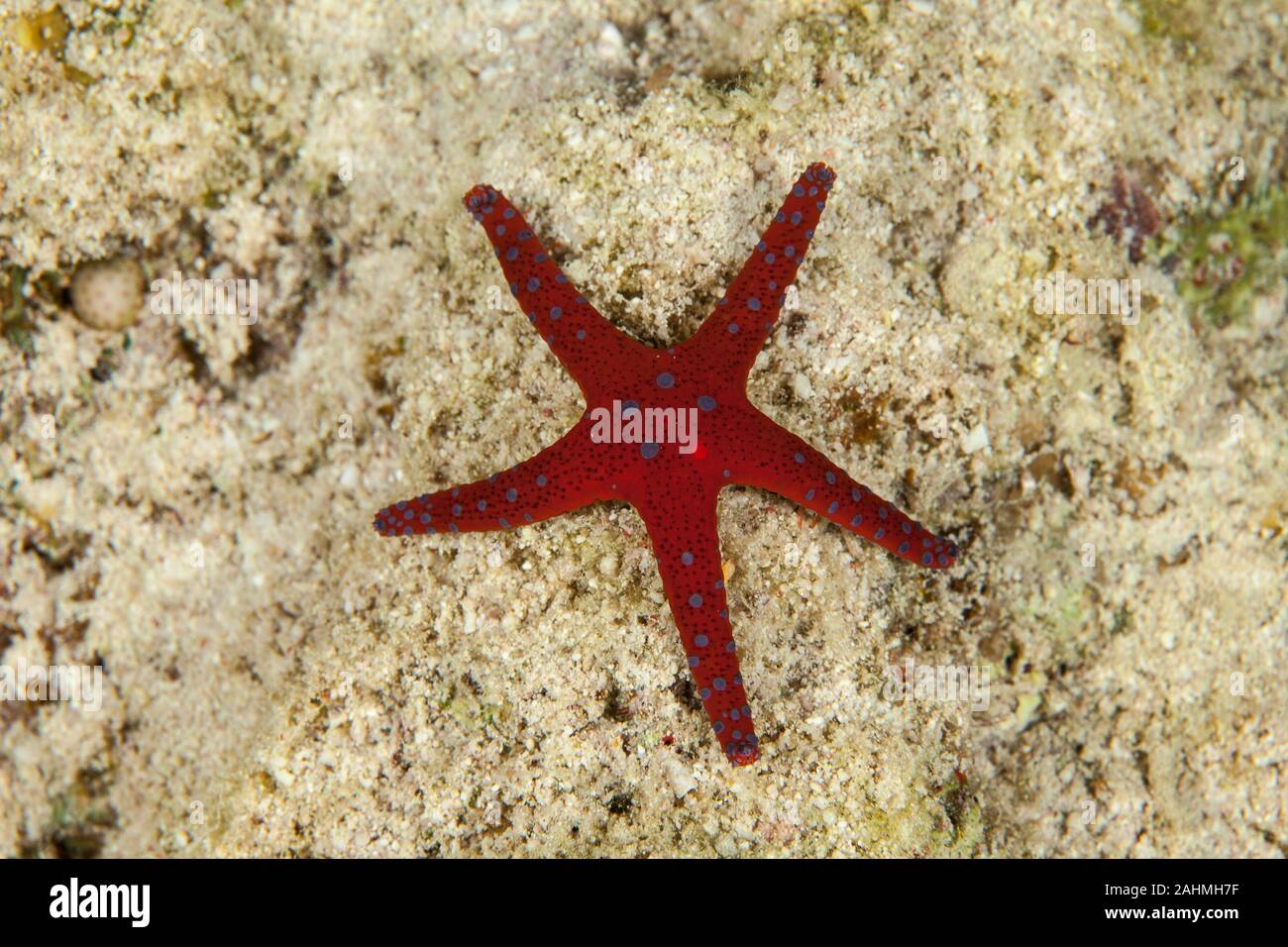 Fromia ghardaqana, common name Ghardaqa sea star, is a species of ...