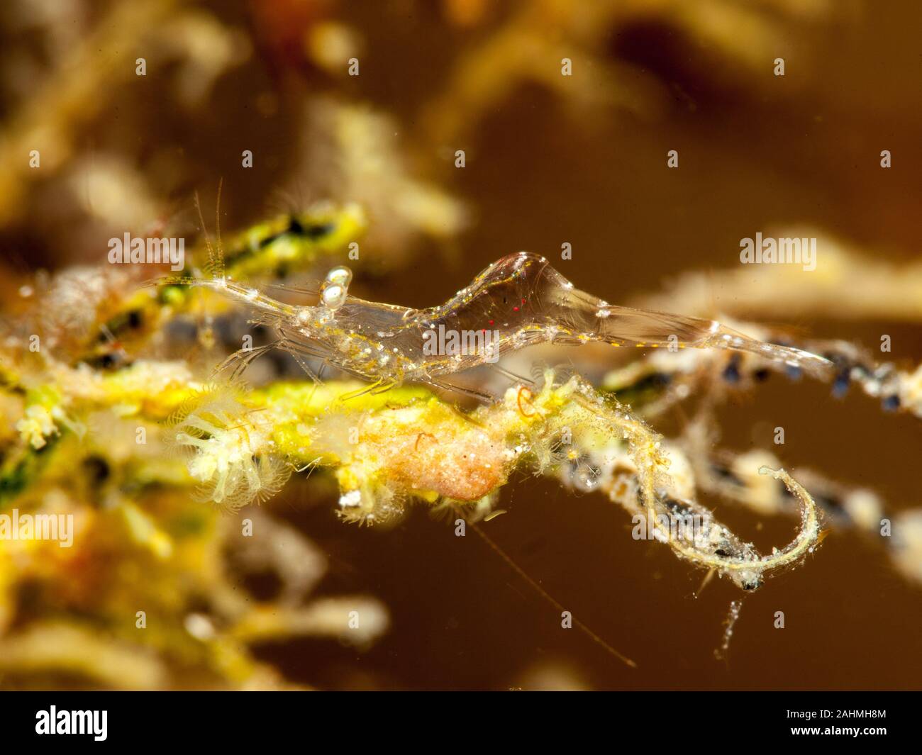 transparent shrimp with 4 Red dots Stock Photo - Alamy