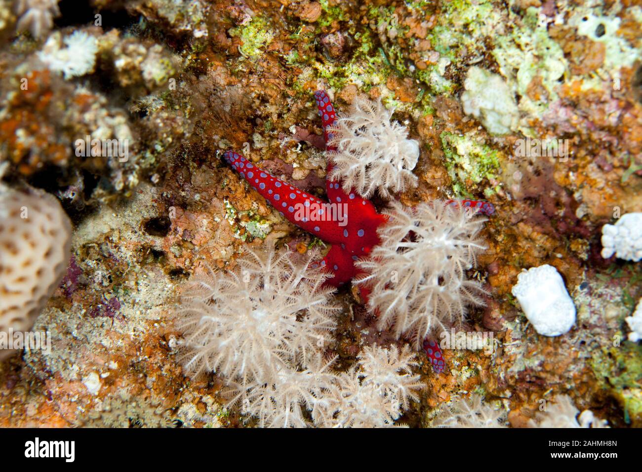Fromia ghardaqana, common name Ghardaqa sea star, is a species of ...