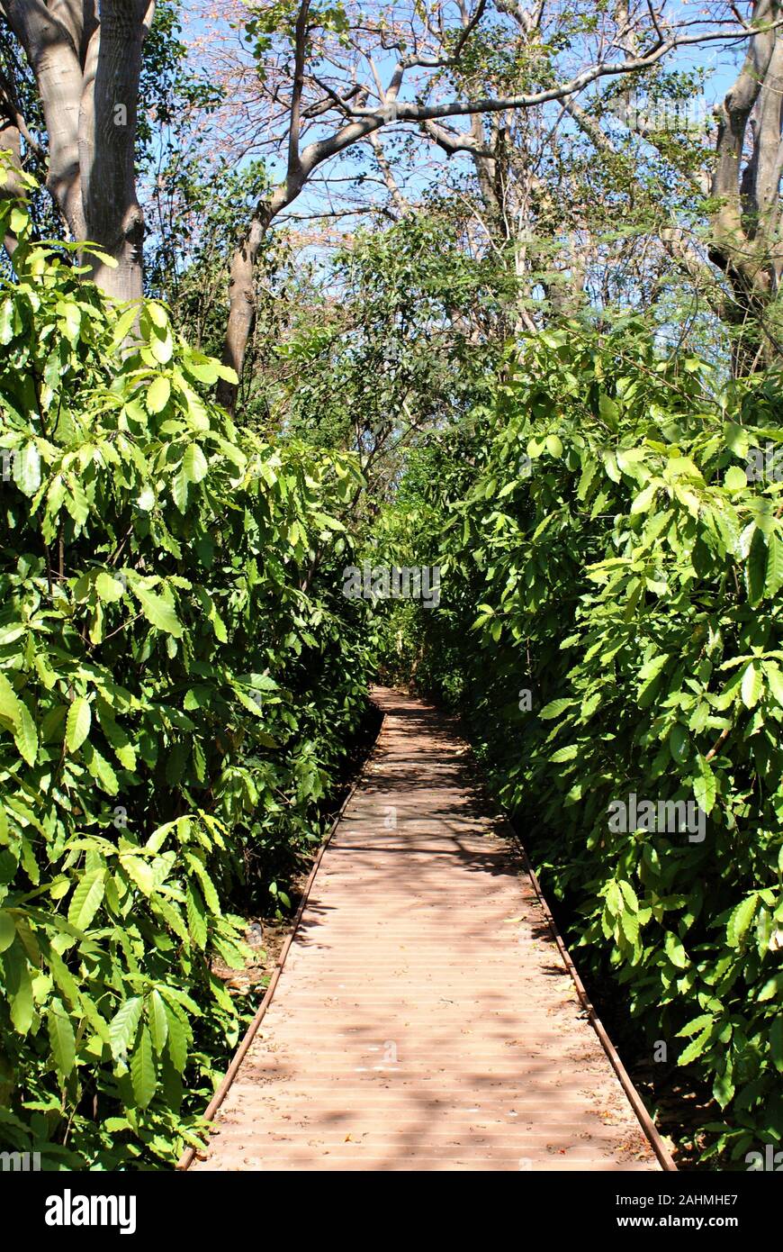 Way / path trough bushland Stock Photo - Alamy