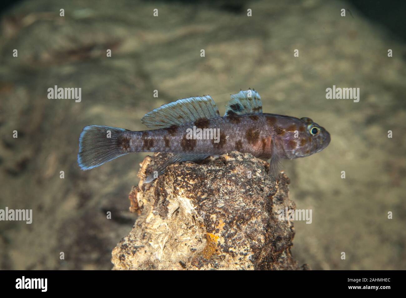 Ephippiatus hi-res stock photography and images - Alamy