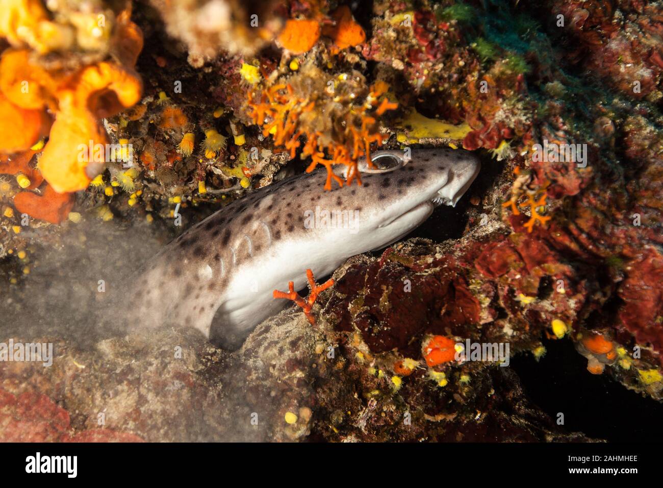 small spotted catshark, Scyliorhinus canicula Stock Photo - Alamy