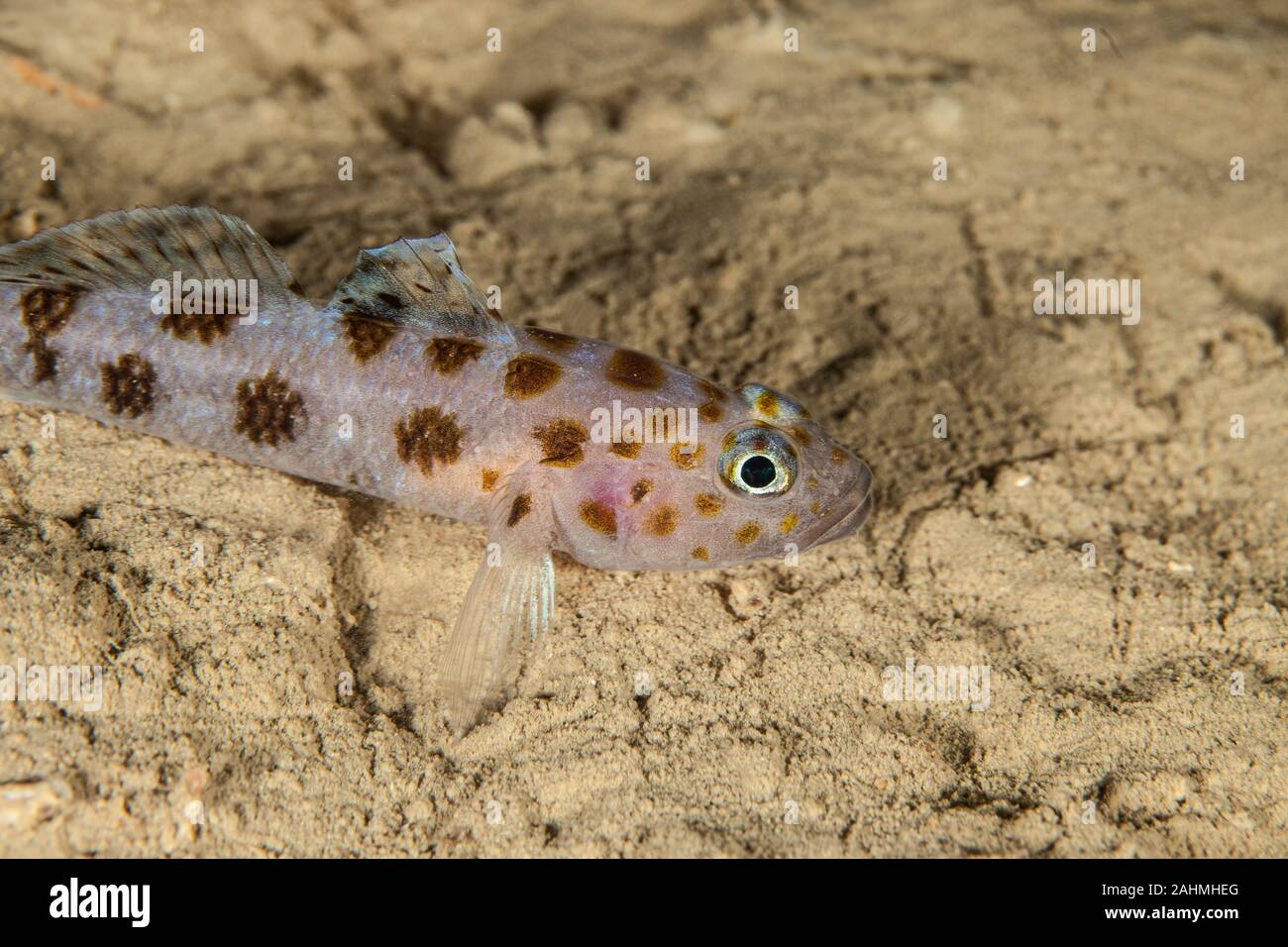 Two spotted goby hi-res stock photography and images - Alamy