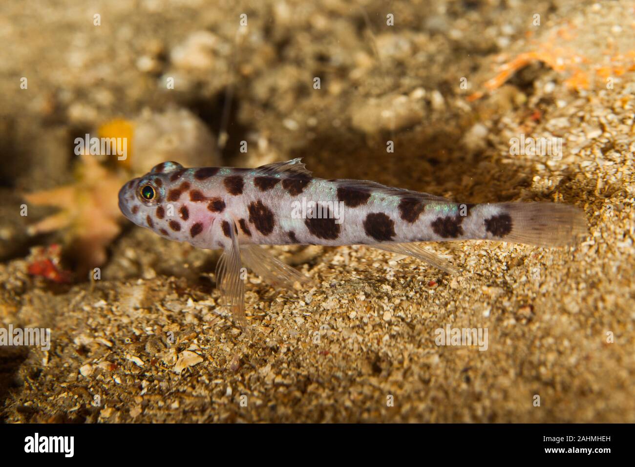 Leopard spotted goby hi-res stock photography and images - Alamy