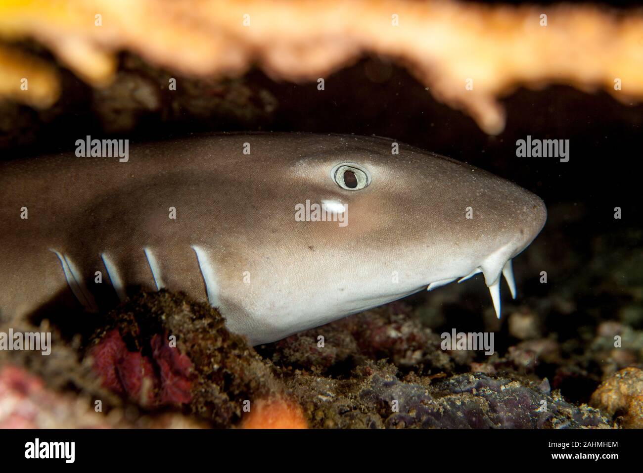 Nurse Shark - Nebrius ferrugineus Stock Photo - Alamy