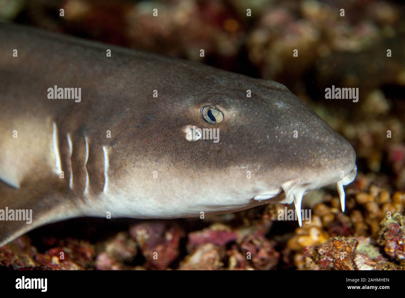 Nurse Shark - Nebrius ferrugineus Stock Photo - Alamy