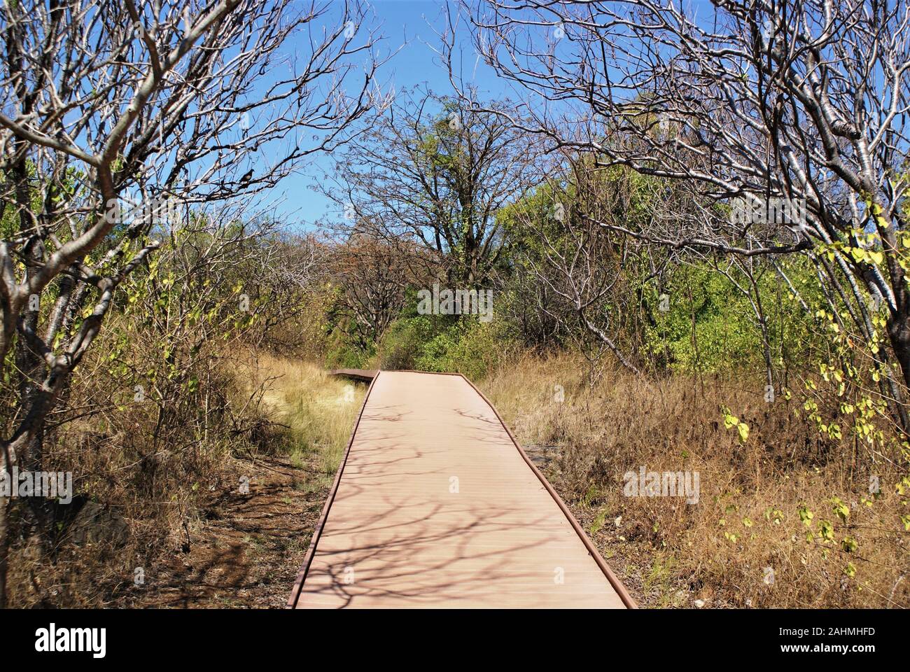 Way / path trough bushland Stock Photo - Alamy