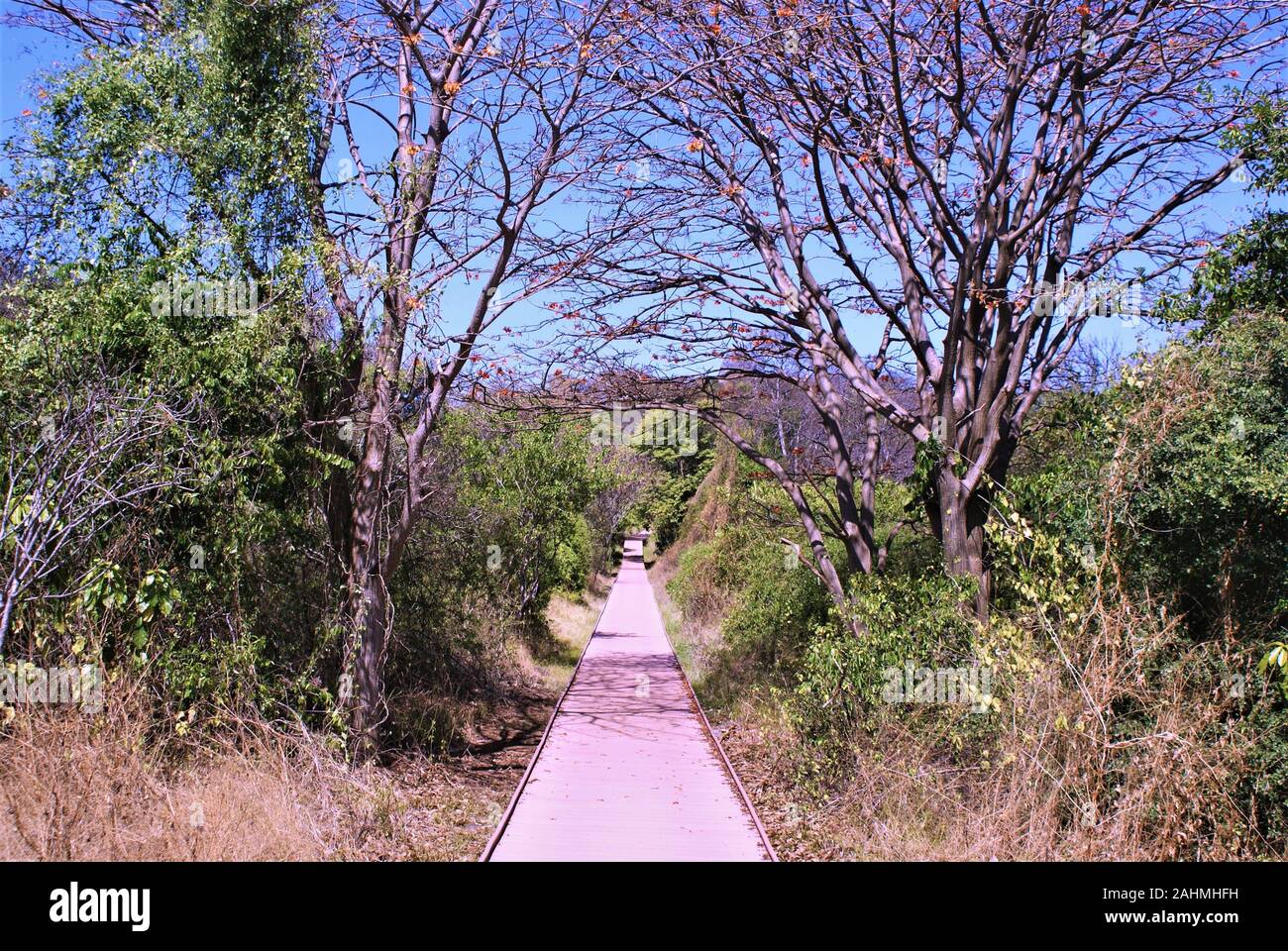 Way / path trough bushland Stock Photo - Alamy