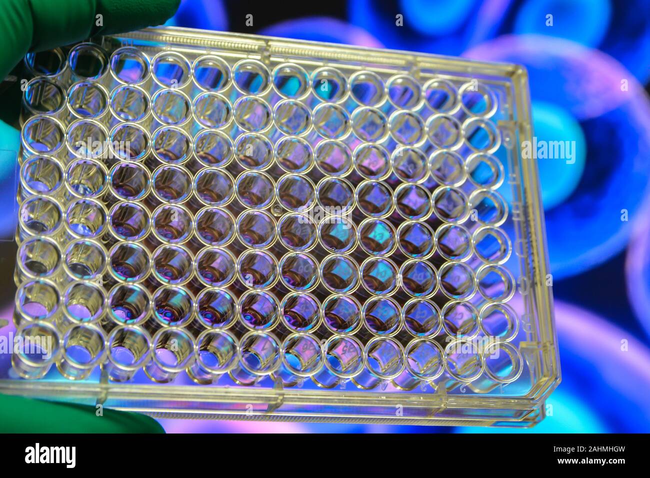 Modern scientific research methods in biology. 96-well plate in the ...