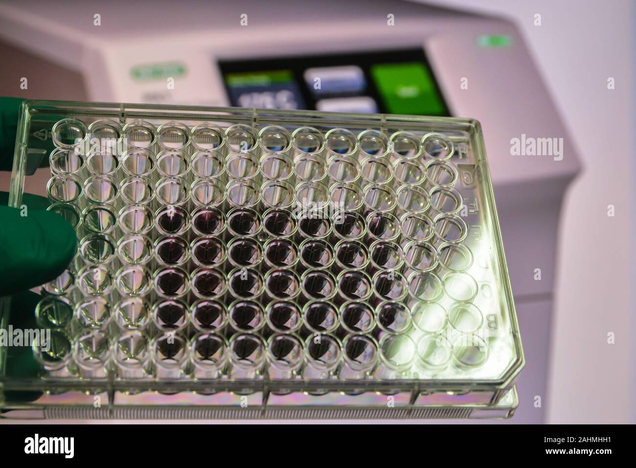 Modern scientific research methods in biology. 96-well plate in the ...