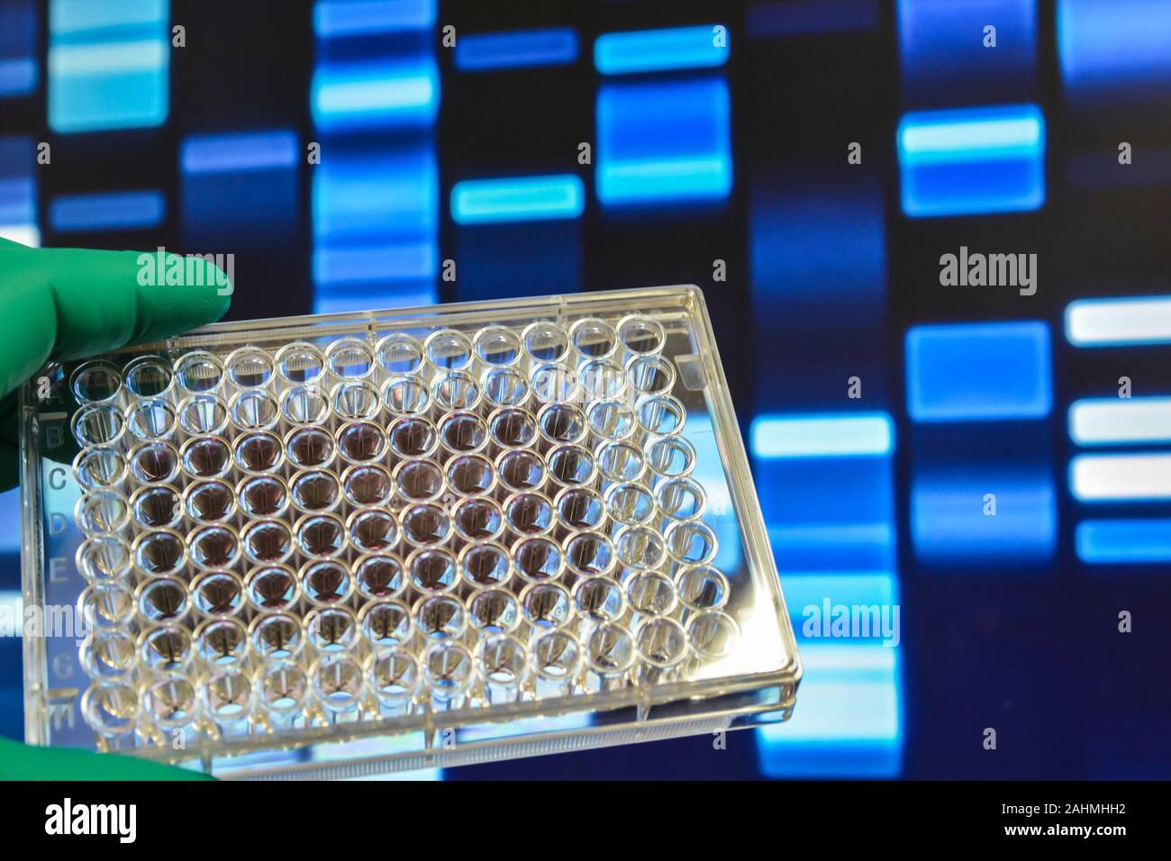 Modern scientific research methods in biology. 96-well plate in the ...