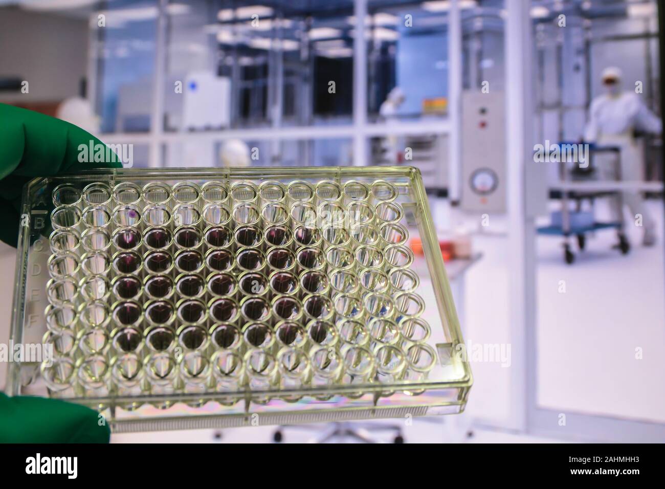 Modern scientific research methods in biology. 96-well plate in the ...