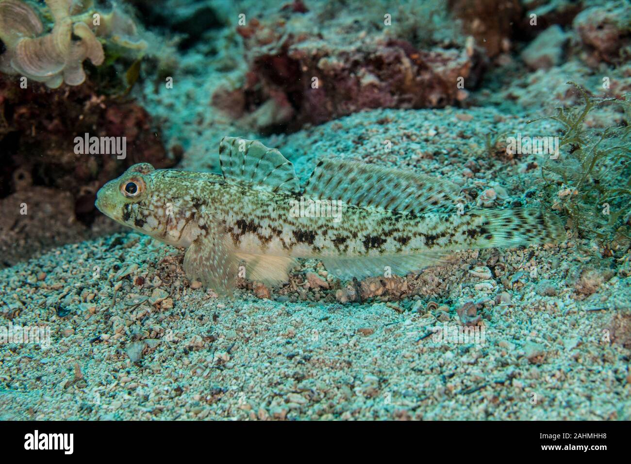 Gobies fishes family gobiidae underwater hi-res stock photography and ...