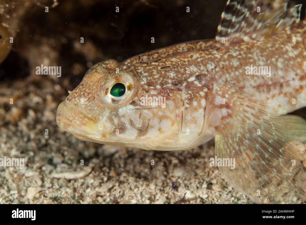 Gobies are fishes of the family Gobiidae Stock Photo - Alamy