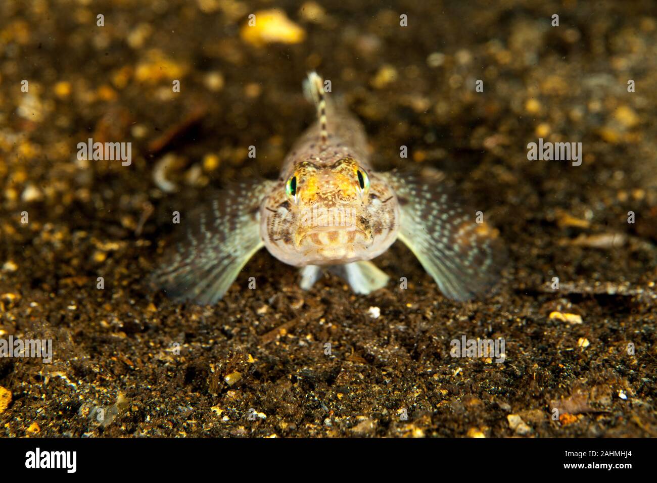 Gobies are fishes of the family Gobiidae Stock Photo - Alamy