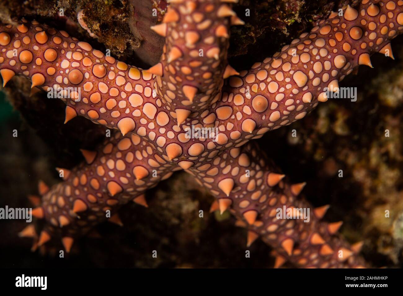 Hurghada starfish High Resolution Stock Photography and Images - Alamy