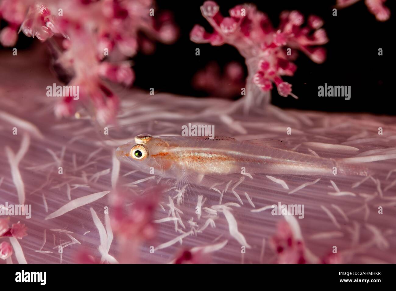 Translucent Coral Goby - Bryaninops erythrops Stock Photo - Alamy