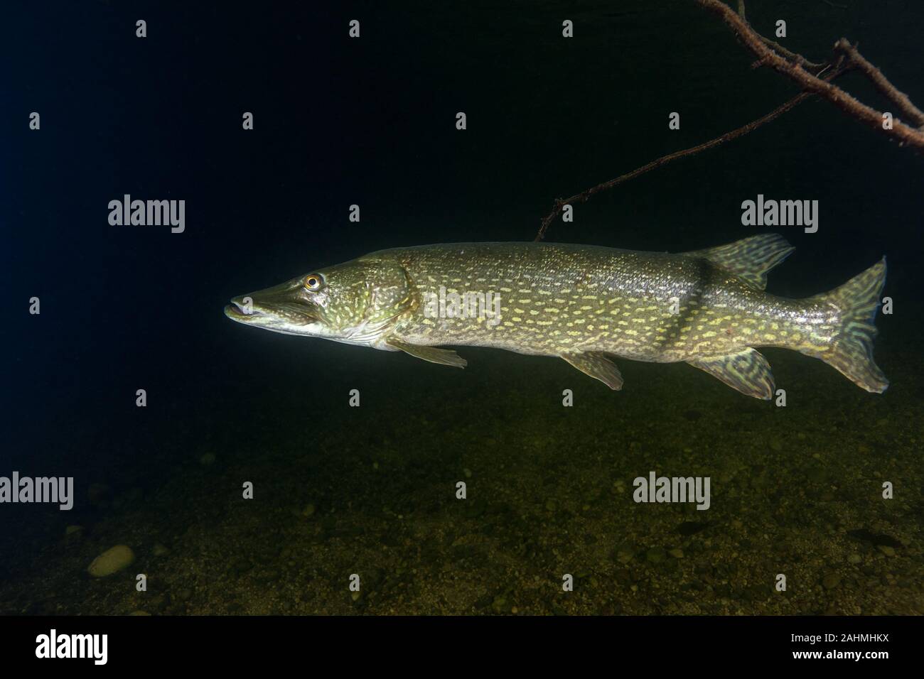 Pike Fish Esox is a genus of freshwater fish Austria, Traun River Stock ...