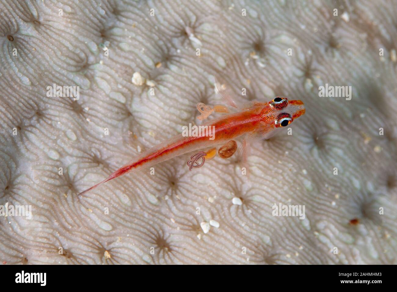 Translucent Coral Goby with parasite - Bryaninops erythrops Stock Photo ...