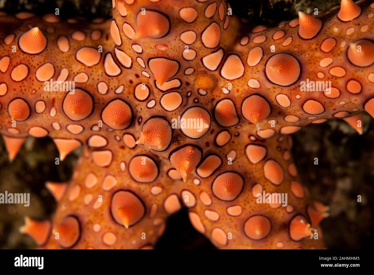 Hurghada starfish High Resolution Stock Photography and Images - Alamy