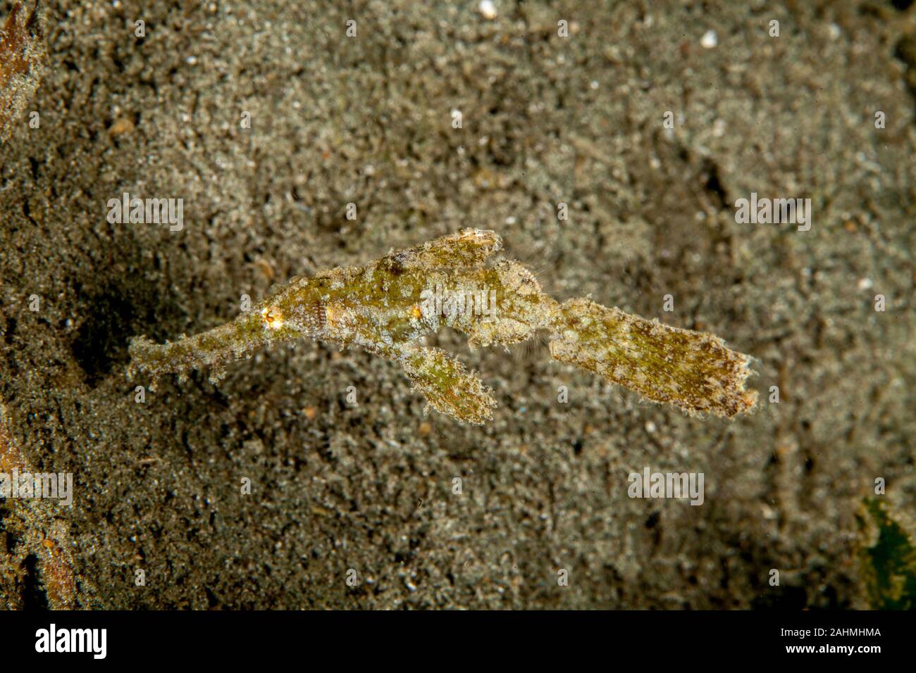 The robust ghost pipefish, Solenostomus cyanopterus Stock Photo - Alamy